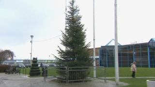 Cragside Scots pine tree is 'tallest of its kind' in UK - BBC News