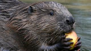 Beaver reintroduction backed by National Trust for Scotland - BBC News