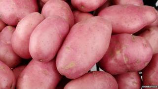 Genetically modified potatoes 'resist late blight' - BBC News