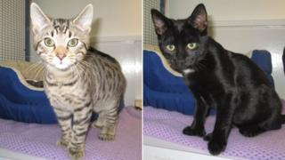 Cat with no nose struggling to find new home - BBC News