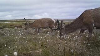 Colossal peat bog discovered in Congo - BBC News