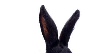 Thousands vote flat-faced rabbits top of cuteness survey - BBC News