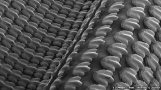 3D printing reveals the power of shark skin - BBC News