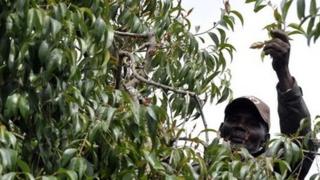 Khat ban: Why is it being made illegal? - BBC News