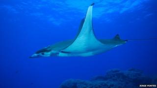 Deep dives of devil rays solve 'mystery' of warm brain - BBC News