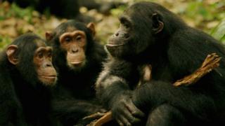 Chimps filmed raiding farms to find food - BBC News