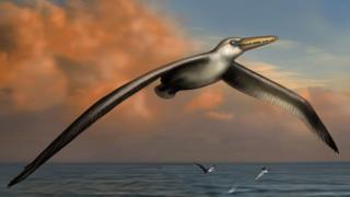 'Terror birds' had deep voices, fossil suggests - BBC News