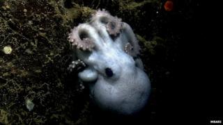 Broody octopus keeps record-breaking four-year vigil - BBC News