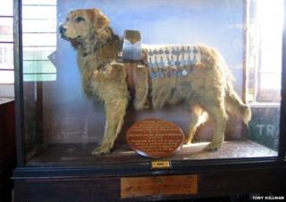The dead dog that changed colour twice - BBC News
