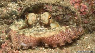 Camouflage sheet inspired by octopus - BBC News