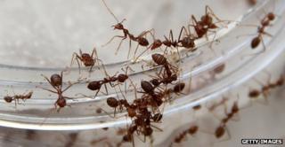 Are all the ants as heavy as all the humans? - BBC News