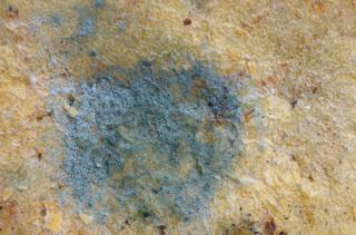 How safe is mouldy food to eat? - BBC News