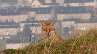 Your pictures of Scotland: 14 - 21 November - BBC News