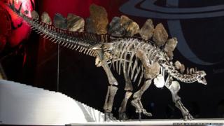 Scientists seek to solve mystery of Stegosaurus plates - BBC News