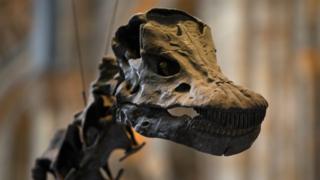 What makes people deeply dippy for dinosaurs? - BBC News