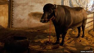 The bull whose semen is worth $3,000 - BBC News