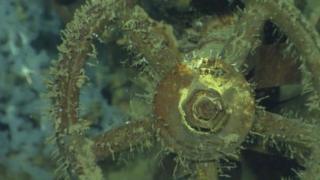 San Francisco shipwreck: Divers find 'cannonball clue' - BBC News