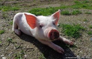 A woman on a mission to save Italy's pigs - BBC News