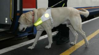 Guide dogs: Coping with retirement and death - BBC News
