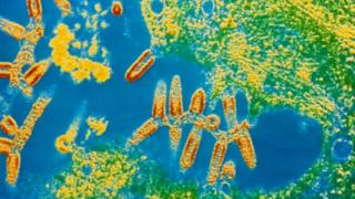 Mass vaccination call to 'make rabies history' - BBC News