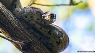 The hitchhiking snakes of the Caribbean - BBC News
