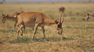 Scientists probe mysterious wave of antelope deaths - BBC News