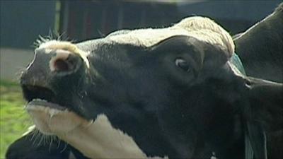 Cloned meat - from lab to plate - BBC News