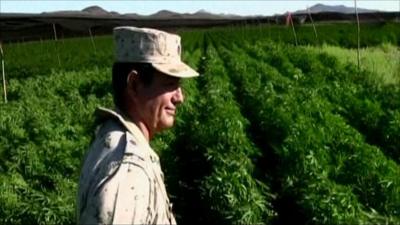 Mexico's largest marijuana plantation is destroyed - BBC News