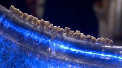 A palace for the tooth fairy made entirely from teeth - BBC Newsround