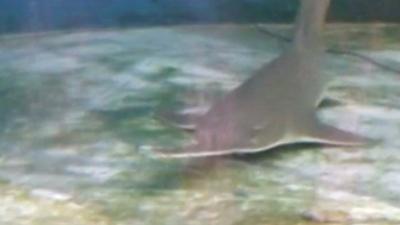 Sawfish use snout as tool and weapon - BBC News