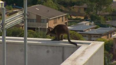 Crazy Kangaroo rescued from ledge - BBC Newsround