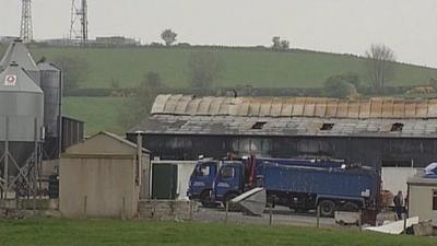 Pig farm fire: 4,300 pigs killed in County Armagh blaze - BBC News