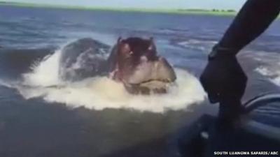 Footage captures hippo chasing boat - BBC News