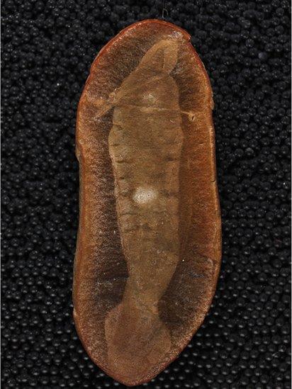 Fishy origin of bizarre fossil 'monster' - BBC News