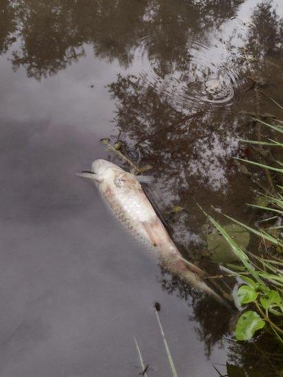 Reke, jezera i ekologija: Kako dolazi do pomora ribe u Srbiji - BBC ...