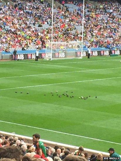 GAA calls in Croke Park hawk to tackle pigeon pitch invasions - BBC News