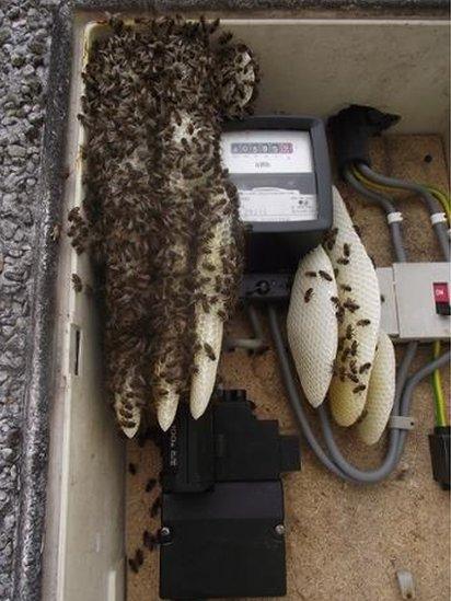 NIE worker stung by swarm of bees that built hive in electricity meter ...