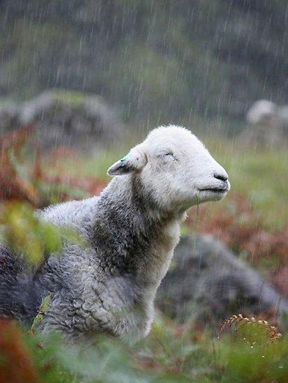 Your pictures: Rain - BBC News