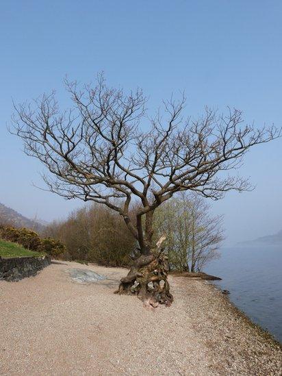 Your pictures of Scotland: 30 March - 6 April - BBC News