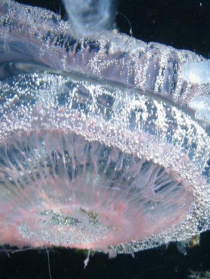 UK jellyfish boom: Your pictures - BBC News