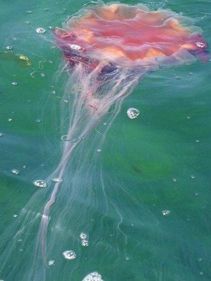 UK jellyfish boom: Your pictures - BBC News