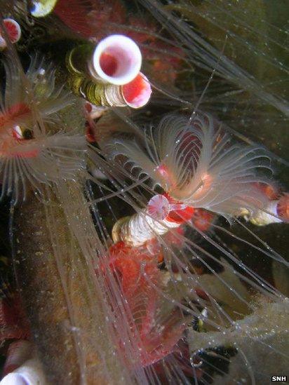 In pictures: Scotland's marine wildlife - BBC News