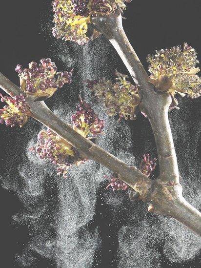 What am I looking at? Science snaps from around world - BBC News