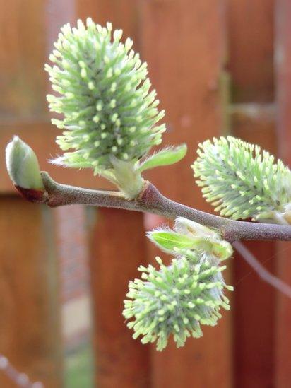 Your pictures of Scotland: 28 Mar - 4 Apr - BBC News