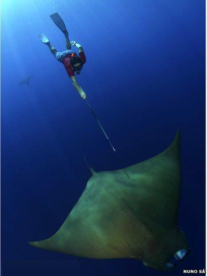 Deep dives of devil rays solve 'mystery' of warm brain - BBC News
