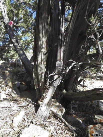 Rifle from 1882 found leaning on tree in Nevada park - BBC News