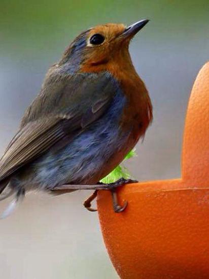 Your pictures of Scotland: 5-12 June - BBC News