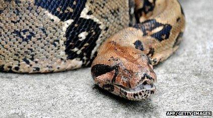 Giant prehistoric Titanoboa snake 'could return'! - BBC Newsround