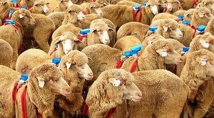 Scientists have mapped sheepdogs' two secret tricks - BBC Newsround