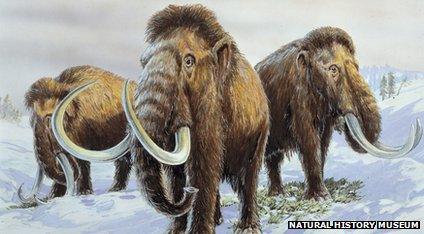 Ancient woolly mammoth Yuka goes on display in Japan - BBC Newsround